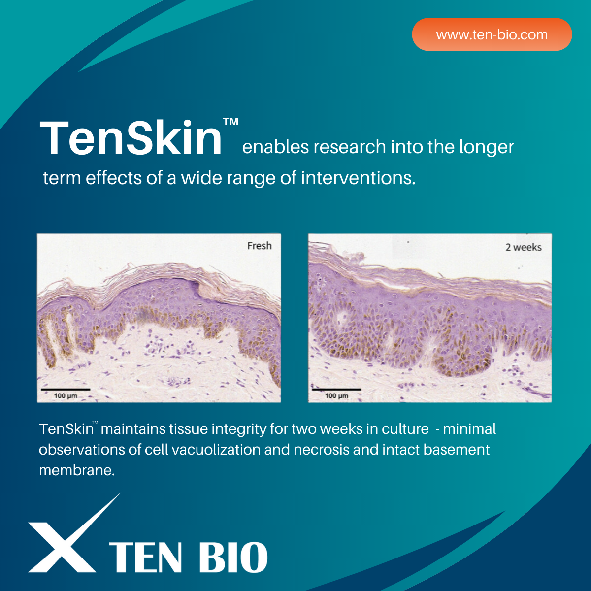 The advantages of extended viability in TenSkin™ for dermatological ...