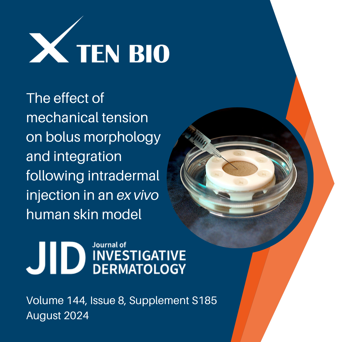 The effect of mechanical tension on bolus morphology and integration ...