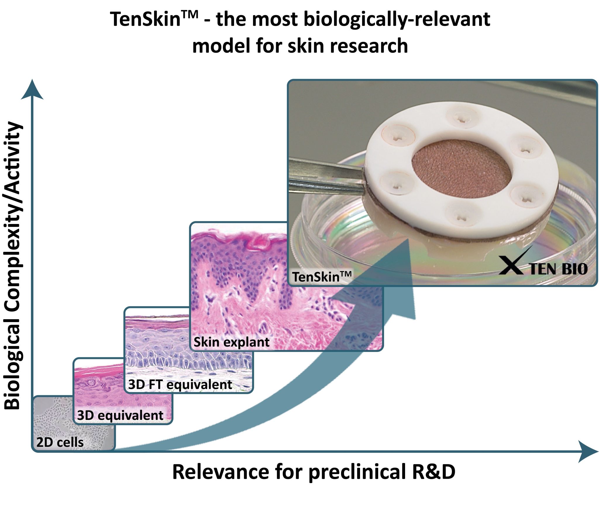 Setting the standard: How TenSkin is shaping regulatory change in skin ...